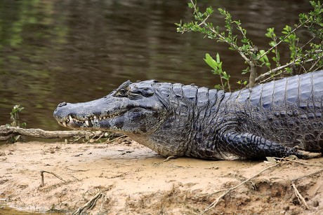 34 Common caiman Stock Pictures, Editorial Images and Stock Photos ...