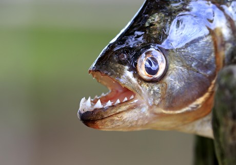 250 Sharp teeth Stock Pictures, Editorial Images and Stock Photos ...