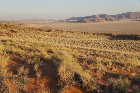 Evening Landscape Bushman Grass Stipagrostis Sp Editorial Stock Photo ...