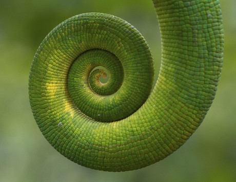 250 Coiled up Stock Pictures, Editorial Images and Stock Photos ...