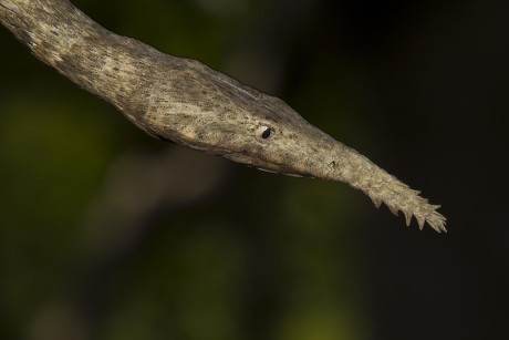 Malagasy Leafnosed Snake Langaha Madagascariensis Dry Editorial Stock ...