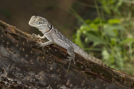 Merrems Madagascar Swift Oplurus Cyclurus On Editorial Stock Photo ...