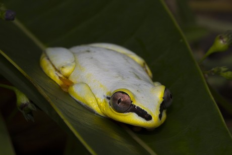 Madagascar Reed Frog Heterixalus Madagascariensis On Editorial Stock ...