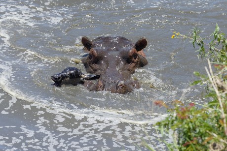 Hippopotamus Hippopotamus Amphibious Hunting Killing Wildebeest ...