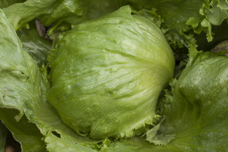 250 Lactuca Stock Pictures, Editorial Images and Stock Photos ...