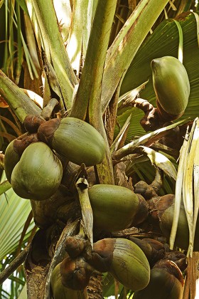 Coco De Mer Coconut Worlds Largest Editorial Stock Photo - Stock Image ...