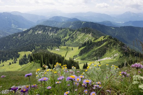 6 Alpine hawkweed Stock Pictures, Editorial Images and Stock Photos ...