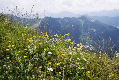 6 Alpine hawkweed Stock Pictures, Editorial Images and Stock Photos ...