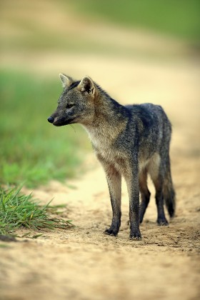 Crabeating Fox Cerdocyon Thous Adult Alert Editorial Stock Photo ...