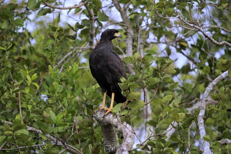 Great Black Hawk Buteogallus Urubitinga Adult Editorial Stock Photo ...