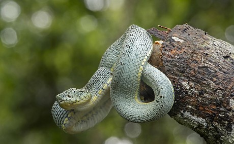 Twostriped Forestpitviper Parrotsnake Amazonian Palm Viper Editorial ...