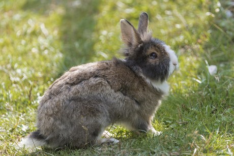 European Common Rabbits Oryctolagus Cuniculus Rautal Editorial Stock ...