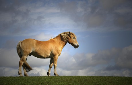 Brown Horse Equus Ferus Standing On Editorial Stock Photo - Stock Image ...