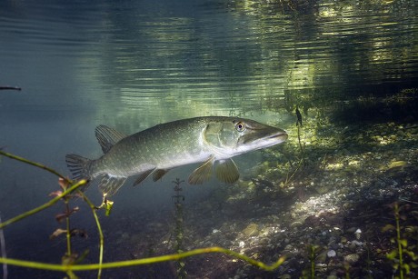 51 Pickerel Stock Pictures, Editorial Images and Stock Photos ...