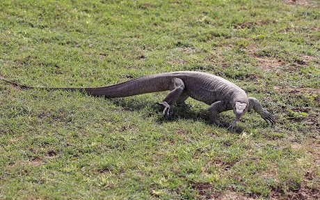 Bengal Monitor Common Indian Monitor Varanus Editorial Stock Photo ...