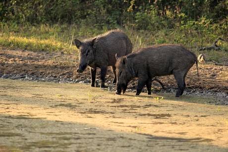 Wild Boar Sus Scrofa Affinis Sri Editorial Stock Photo - Stock Image ...