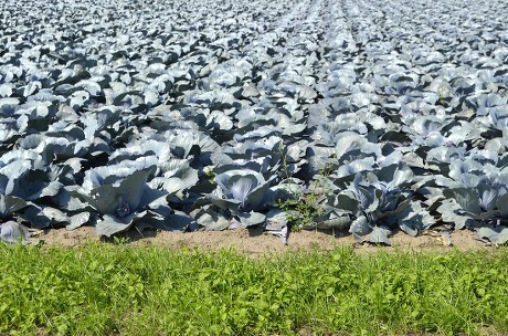 250 Blue cabbage Stock Pictures, Editorial Images and Stock Photos ...