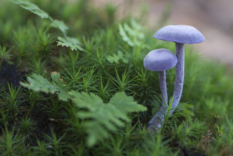62 Clitocybe Stock Pictures, Editorial Images and Stock Photos ...