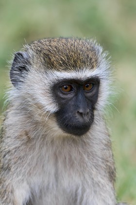 Chlorocebus Monkey Chlorocebus Sp Portrait Samburu Editorial Stock ...