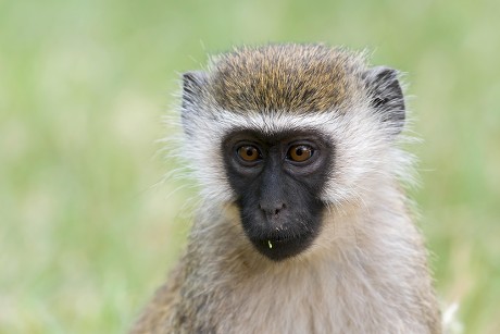 Chlorocebus Monkey Chlorocebus Sp Portrait Samburu Editorial Stock ...