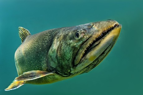 250 Salmonidae Stock Pictures, Editorial Images and Stock Photos ...