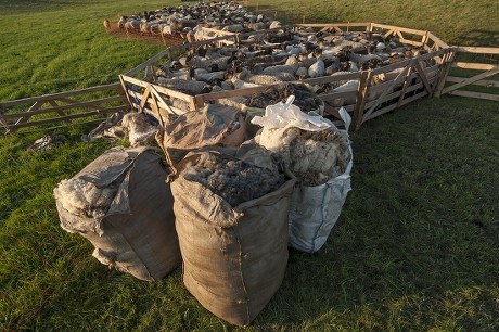 23 Sack of wool Stock Pictures, Editorial Images and Stock Photos ...