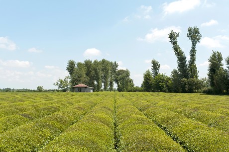 Tea Plantation Camellia Sinensis Fuman Fouman Editorial Stock Photo ...