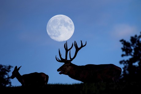 Red Deer Cervus Elaphus Rut Full Editorial Stock Photo - Stock Image ...