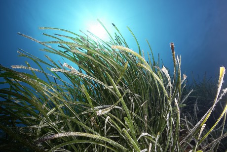 21 Tapeweed Stock Pictures, Editorial Images and Stock Photos ...