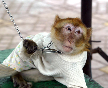 56 Chained monkey Stock Pictures, Editorial Images and Stock Photos ...