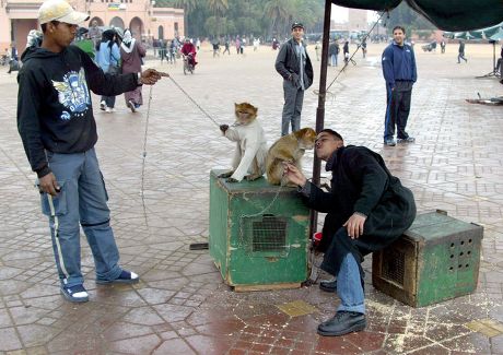 56 Chained monkey Stock Pictures, Editorial Images and Stock Photos ...