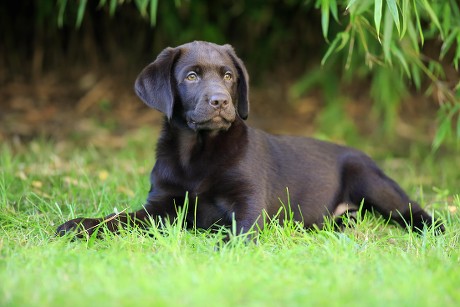 Labrador Retriever Canis Lupus Familiaris Puppy Editorial Stock Photo ...