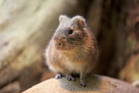 4 Cavia magna Stock Pictures, Editorial Images and Stock Photos ...