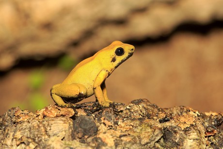 Blacklegged Poison Frog Bicolored Dart Frog Editorial Stock Photo ...
