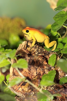 Blacklegged Poison Frog Bicolored Dart Frog Editorial Stock Photo ...
