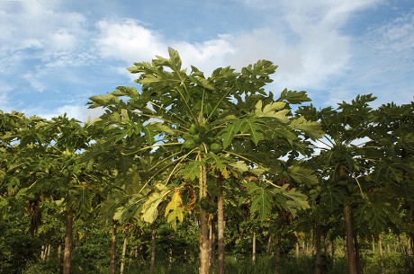 32 Pawpaw tree Stock Pictures, Editorial Images and Stock Photos ...
