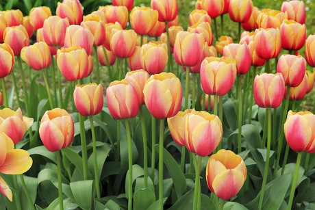Flowering Darwin Hybrid Tulips Tulipa Fosteriana Editorial Stock Photo ...