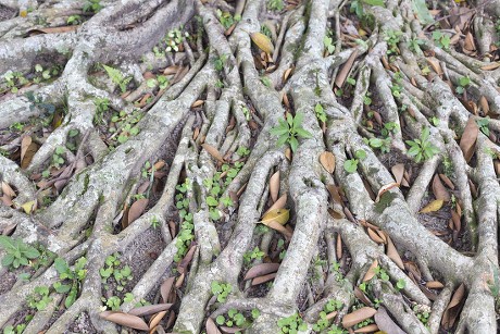 Banyan Tree Ficus Benghalensis Roots Bali Editorial Stock Photo - Stock ...