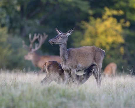 20 Alpha deer Stock Pictures, Editorial Images and Stock Photos | Shutterstock
