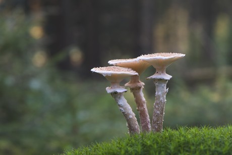 2,000 Basidiomycota Stock Pictures, Editorial Images and Stock Photos ...