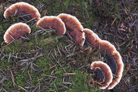 2,000 Basidiomycota Stock Pictures, Editorial Images and Stock Photos ...