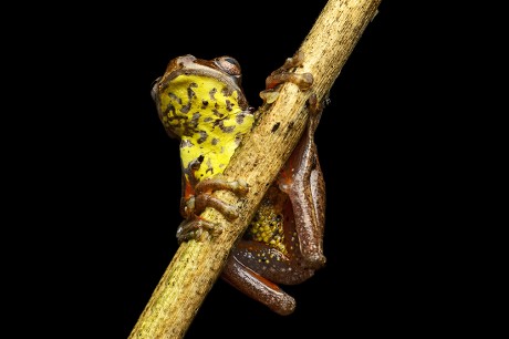 Executioner Clownfrog Dendropsophus Carnifex Tree Frog Editorial Stock ...