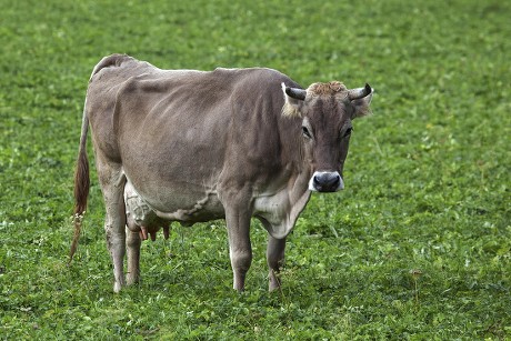 Cow On Pasture Allgau Braunvieh Bad Editorial Stock Photo - Stock Image ...