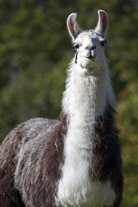 Llama Llama Glama Captive Bad Hindelang Editorial Stock Photo - Stock ...