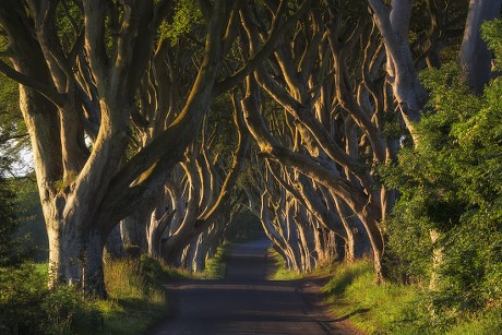 52 Dark hedges Stock Pictures, Editorial Images and Stock Photos ...