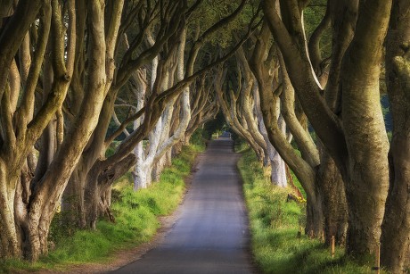 52 Dark hedges Stock Pictures, Editorial Images and Stock Photos ...