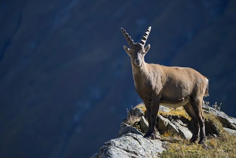500 Steinbock Stock Pictures, Editorial Images and Stock Photos ...