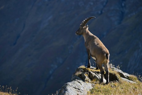 500 Steinbock Stock Pictures, Editorial Images and Stock Photos ...