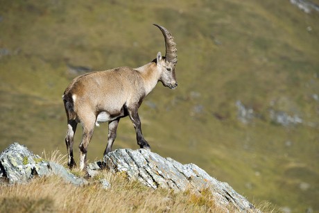 500 Steinbock Stock Pictures, Editorial Images and Stock Photos ...