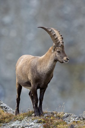 500 Steinbock Stock Pictures, Editorial Images and Stock Photos ...